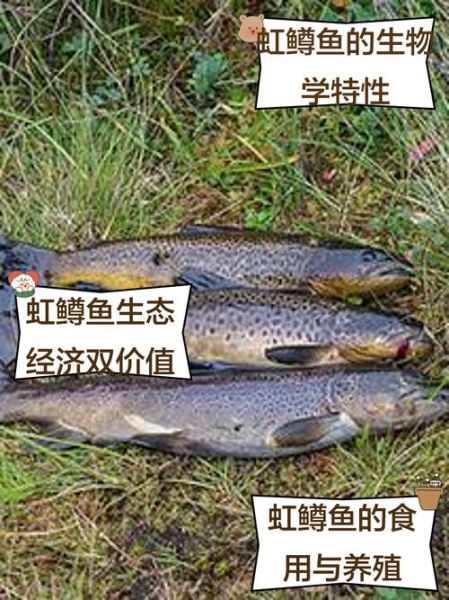 虹鳟鱼多少钱一斤_虹鳟鱼价格行情-第2张图片-山城妙识 虹鳟鱼多少钱一斤_虹鳟鱼价格行情-第2张图片-山城妙识