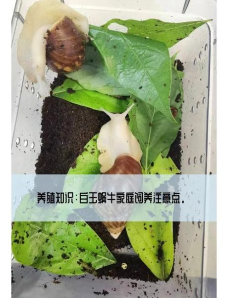蜗牛养殖靠谱吗_蜗牛养殖前景怎么样-第1张图片-山城妙识