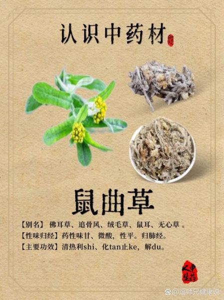 鼠曲草晒干怎么吃_鼠曲草干食用方法-第1张图片-山城妙识