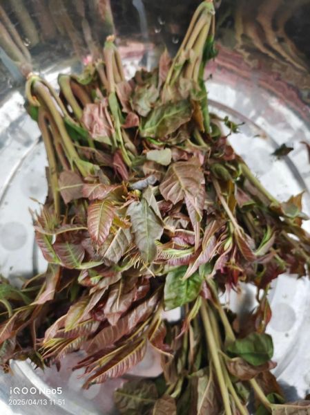 油炸香椿怎么做_油炸香椿需要焯水吗-第3张图片-山城妙识