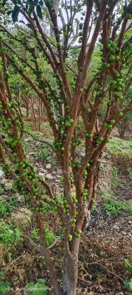 树葡萄长什么样_树葡萄和葡萄的区别-第3张图片-山城妙识