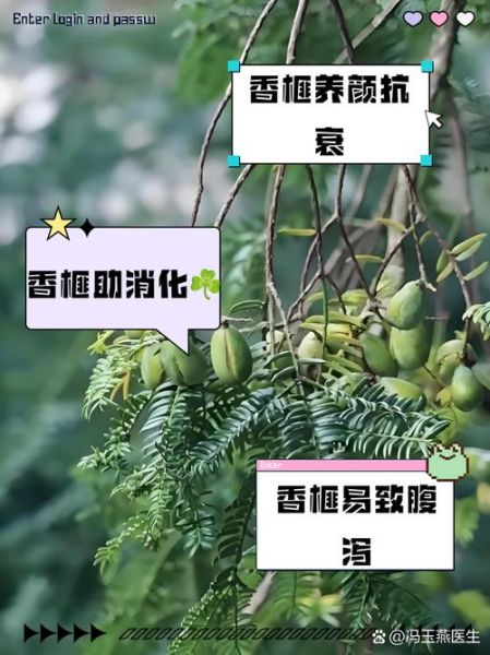 香榧的功效与作用_香榧怎么吃最健康-第3张图片-山城妙识