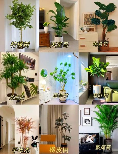 哪些植物净化空气效果最好_室内绿植怎么选-第1张图片-山城妙识