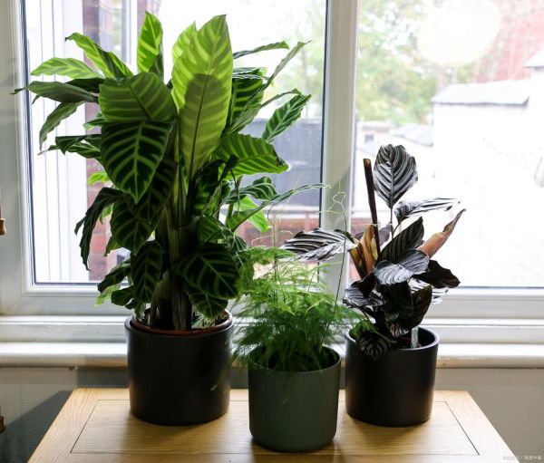 哪些植物净化空气效果最好_室内绿植怎么选-第3张图片-山城妙识