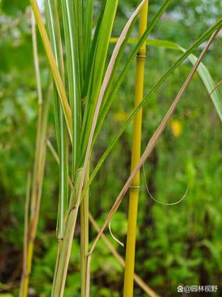 像芦苇又像竹子的植物是什么_如何养护-第1张图片-山城妙识