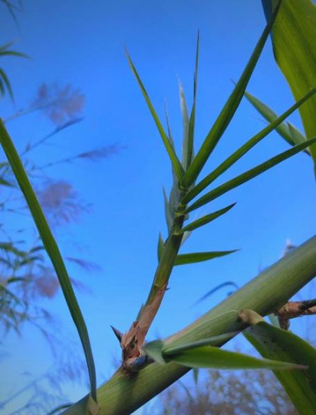 像芦苇又像竹子的植物是什么_如何养护-第2张图片-山城妙识