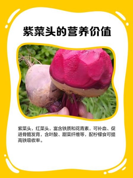 紫菜头有什么功效_紫菜头能降血压吗-第2张图片-山城妙识