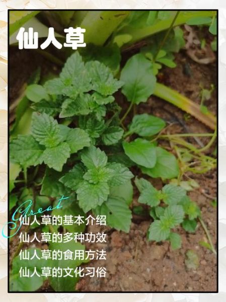 仙人草的功效与作用_仙人草怎么吃效果最好-第1张图片-山城妙识