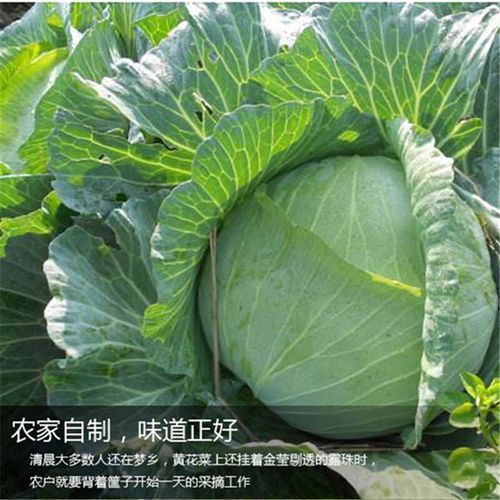 高丽菜是卷心菜吗_区别与营养价值对比-第2张图片-山城妙识 高丽菜是卷心菜吗_区别与营养价值对比-第2张图片-山城妙识