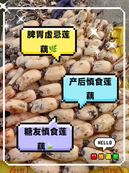 莲藕乳房_吃莲藕会让胸部变大吗-第3张图片-山城妙识