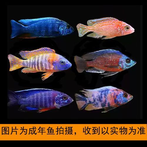 蓝斑马为什么害死一缸鱼_蓝斑马混养禁忌-第2张图片-山城妙识