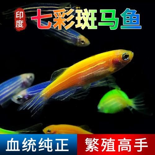 蓝斑马为什么害死一缸鱼_蓝斑马混养禁忌-第1张图片-山城妙识