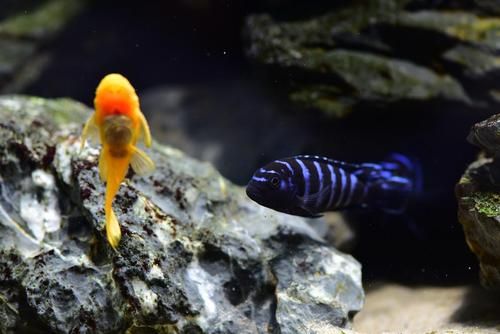 蓝斑马为什么害死一缸鱼_蓝斑马混养禁忌-第3张图片-山城妙识