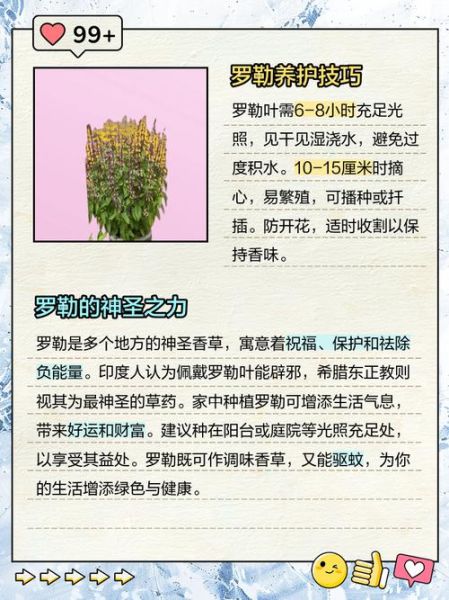 罗勒叶的功效与作用_罗勒叶怎么吃-第2张图片-山城妙识