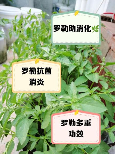 罗勒叶的功效与作用_罗勒叶怎么吃-第1张图片-山城妙识