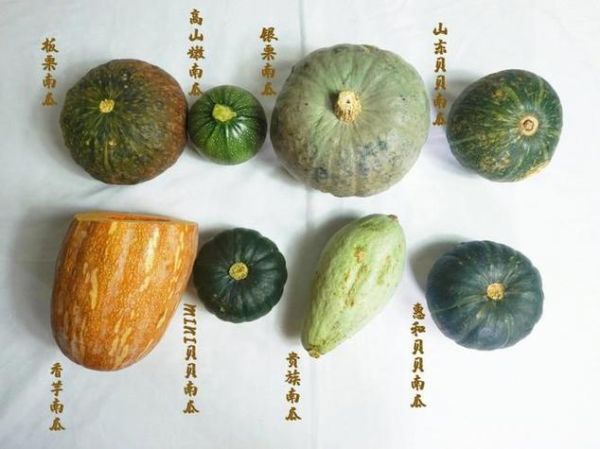倭瓜是什么瓜_倭瓜和南瓜的区别-第1张图片-山城妙识
