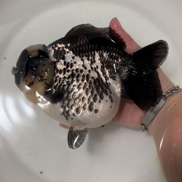 元宝鱼怎么养_元宝鱼能活多久-第1张图片-山城妙识