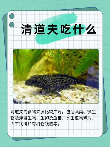 清道夫鱼可以吃吗_清道夫鱼怎么吃才安全-第1张图片-山城妙识