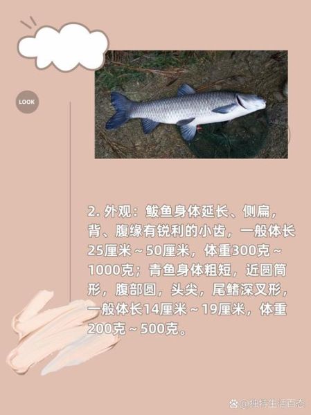 青鱼图片_鲭鱼区别是什么-第3张图片-山城妙识