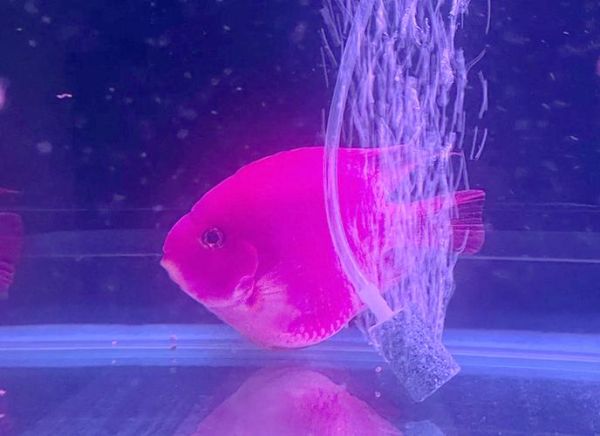 元宝鱼怎么养_元宝鱼能活多久-第3张图片-山城妙识