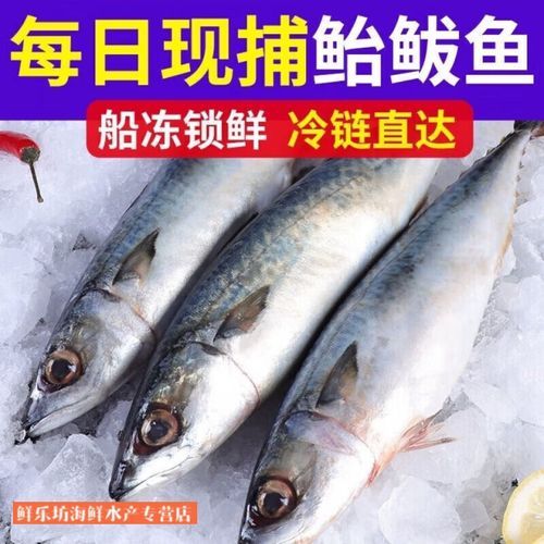 青鱼图片_鲭鱼区别是什么-第2张图片-山城妙识