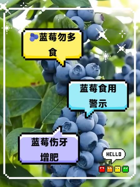 蓝莓吃多了有什么危害_一天吃多少颗才安全-第1张图片-山城妙识