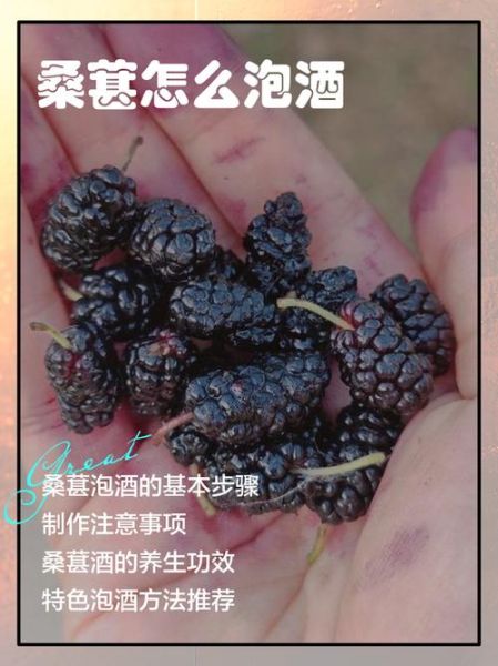 桑葚泡酒配方大全_桑葚酒怎么泡好喝-第1张图片-山城妙识