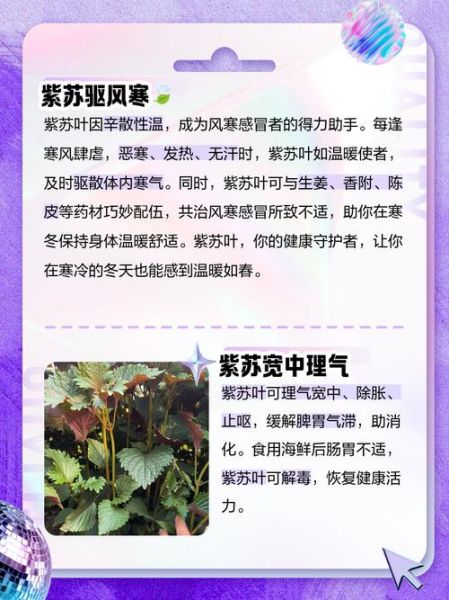 紫苏叶的功效与作用_紫苏叶的食用方法-第3张图片-山城妙识 紫苏叶的功效与作用_紫苏叶的食用方法-第3张图片-山城妙识