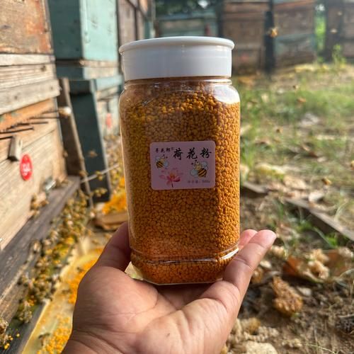 荷花粉怎么吃_荷花粉的正确吃法-第1张图片-山城妙识