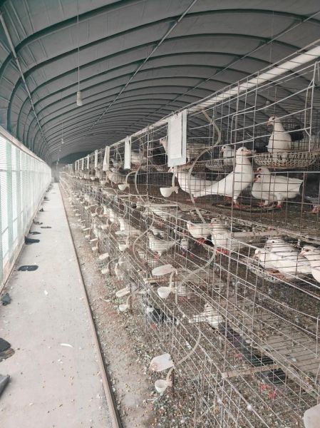 肉鸽养殖成本与利润_肉鸽养殖赚钱吗-第1张图片-山城妙识