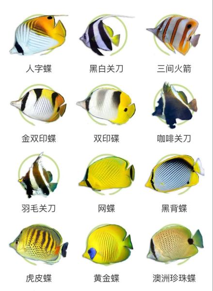 海水鱼图鉴大全_如何挑选健康海水观赏鱼-第2张图片-山城妙识