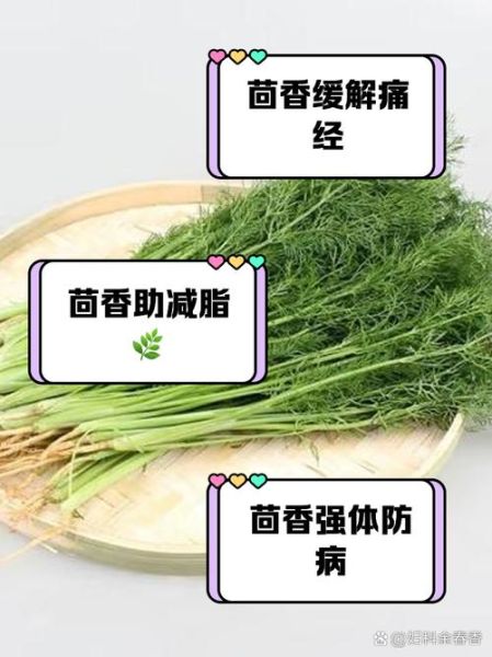 茴香的功效与作用禁忌_茴香饺子馅怎么做才香-第2张图片-山城妙识