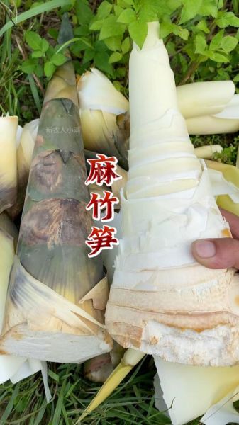 麻竹笋的功效与作用_麻竹笋怎么吃最健康-第1张图片-山城妙识