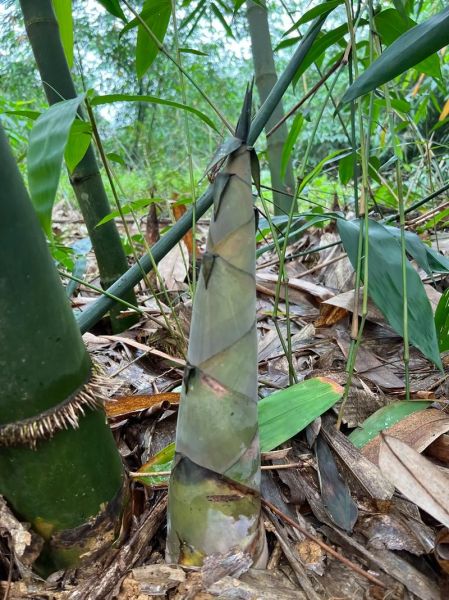 麻竹笋的功效与作用_麻竹笋怎么吃最健康-第3张图片-山城妙识