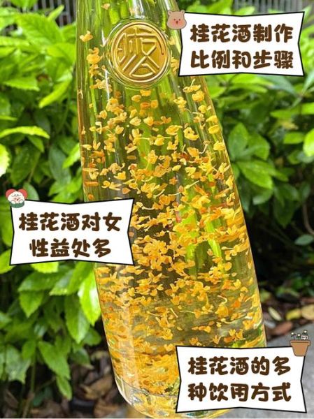 怎样泡桂花酒_桂花酒用什么酒最好-第1张图片-山城妙识