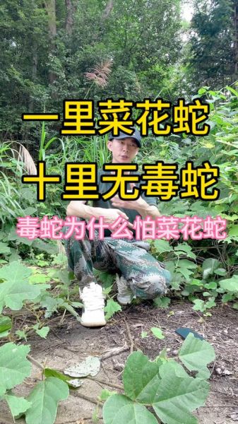 菜花蛇能吃吗_菜花蛇有毒吗-第1张图片-山城妙识 菜花蛇能吃吗_菜花蛇有毒吗-第1张图片-山城妙识