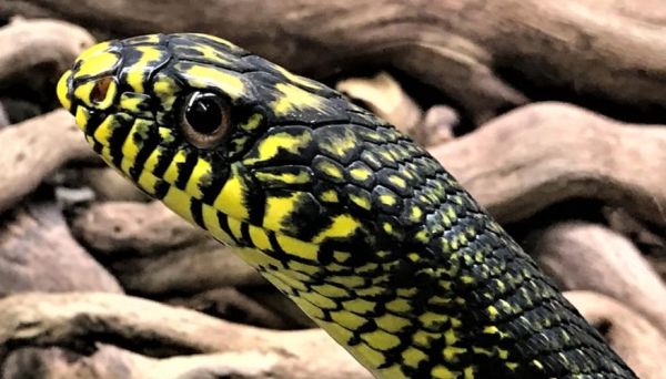 菜花蛇能吃吗_菜花蛇有毒吗-第3张图片-山城妙识 菜花蛇能吃吗_菜花蛇有毒吗-第3张图片-山城妙识