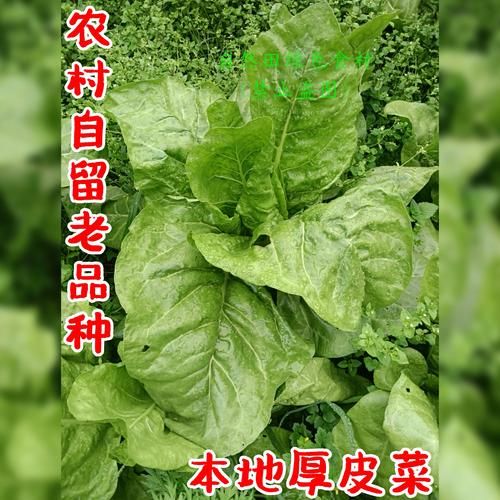 莙荙菜的功效与作用_莙荙菜怎么吃最营养-第1张图片-山城妙识