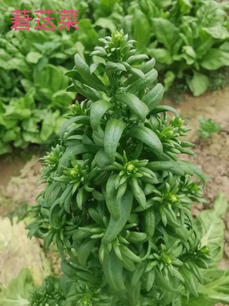 莙荙菜的功效与作用_莙荙菜怎么吃最营养-第3张图片-山城妙识