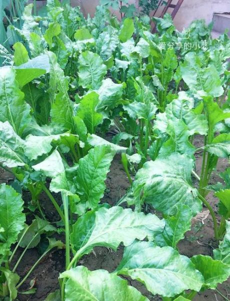 莙荙菜的功效与作用_莙荙菜怎么吃最营养-第2张图片-山城妙识