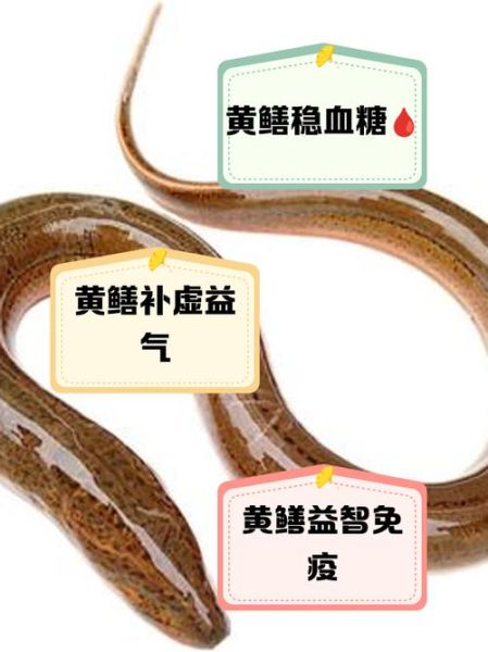 鳝鱼的营养价值_鳝鱼的功效与缺点-第1张图片-山城妙识