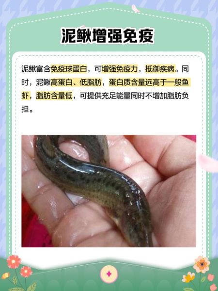 鳝鱼的营养价值_鳝鱼的功效与缺点-第3张图片-山城妙识