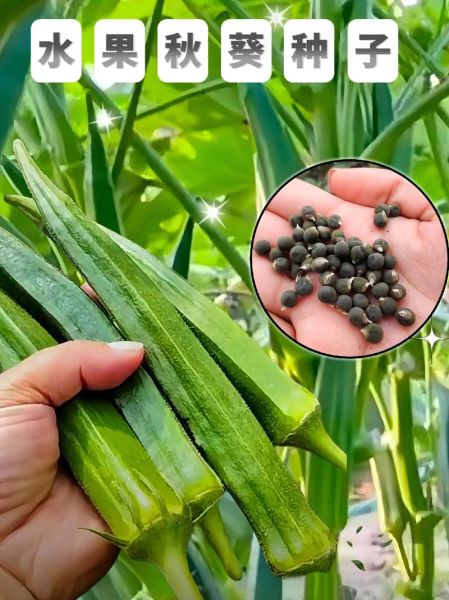 秋葵价格多少钱一斤_秋葵什么时候最便宜-第1张图片-山城妙识