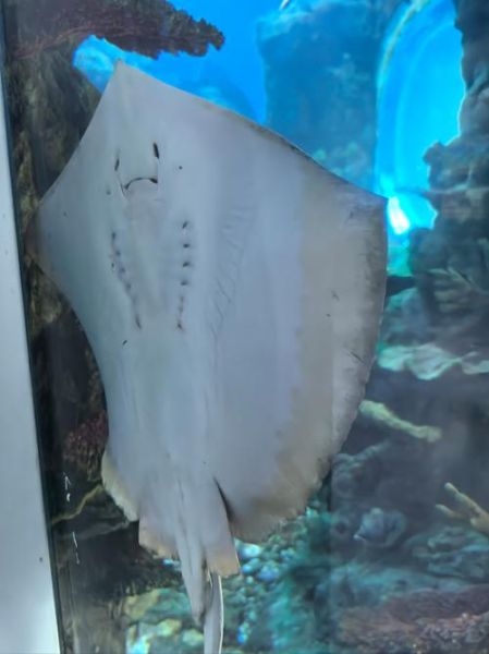 魔鬼鱼正面长什么样_魔鬼鱼正面图片特征解析-第1张图片-山城妙识