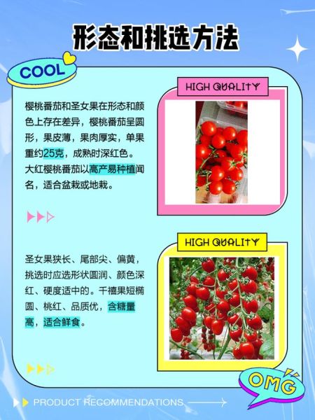 圣女果和小番茄的区别_哪个更好吃-第1张图片-山城妙识