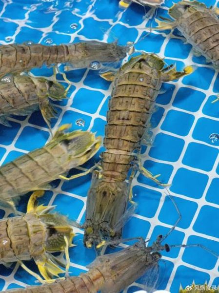 虾蛄和皮皮虾有什么区别_哪个更好吃-第1张图片-山城妙识