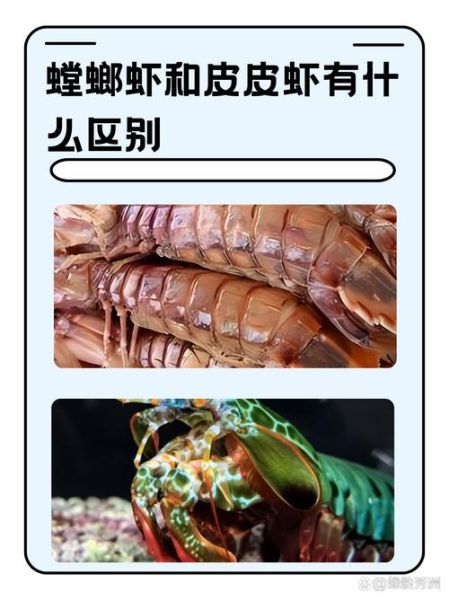 虾蛄和皮皮虾有什么区别_哪个更好吃-第2张图片-山城妙识