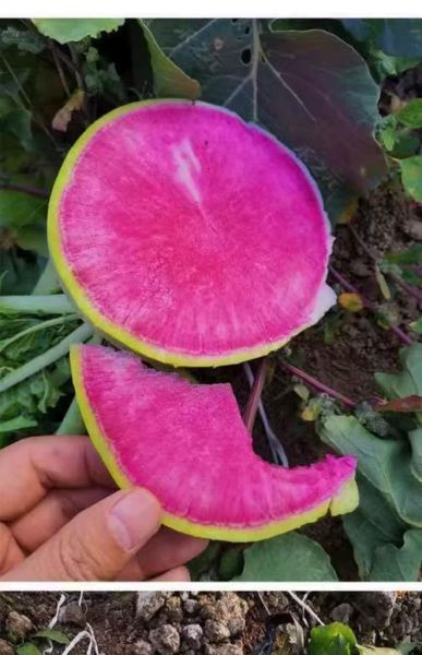 心里美萝卜什么时候播种_心里美萝卜怎么种才甜-第3张图片-山城妙识