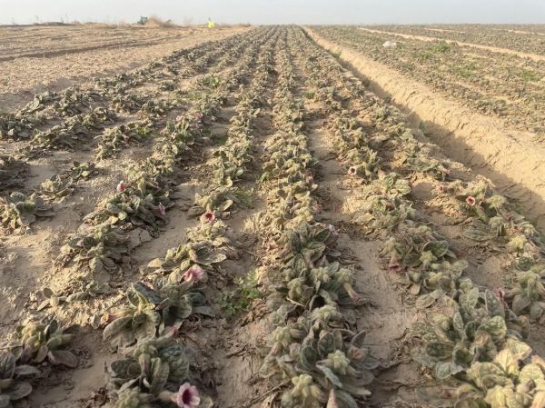 野生地黄的功效与作用_适合哪些人群-第1张图片-山城妙识