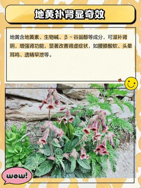 野生地黄的功效与作用_适合哪些人群-第3张图片-山城妙识